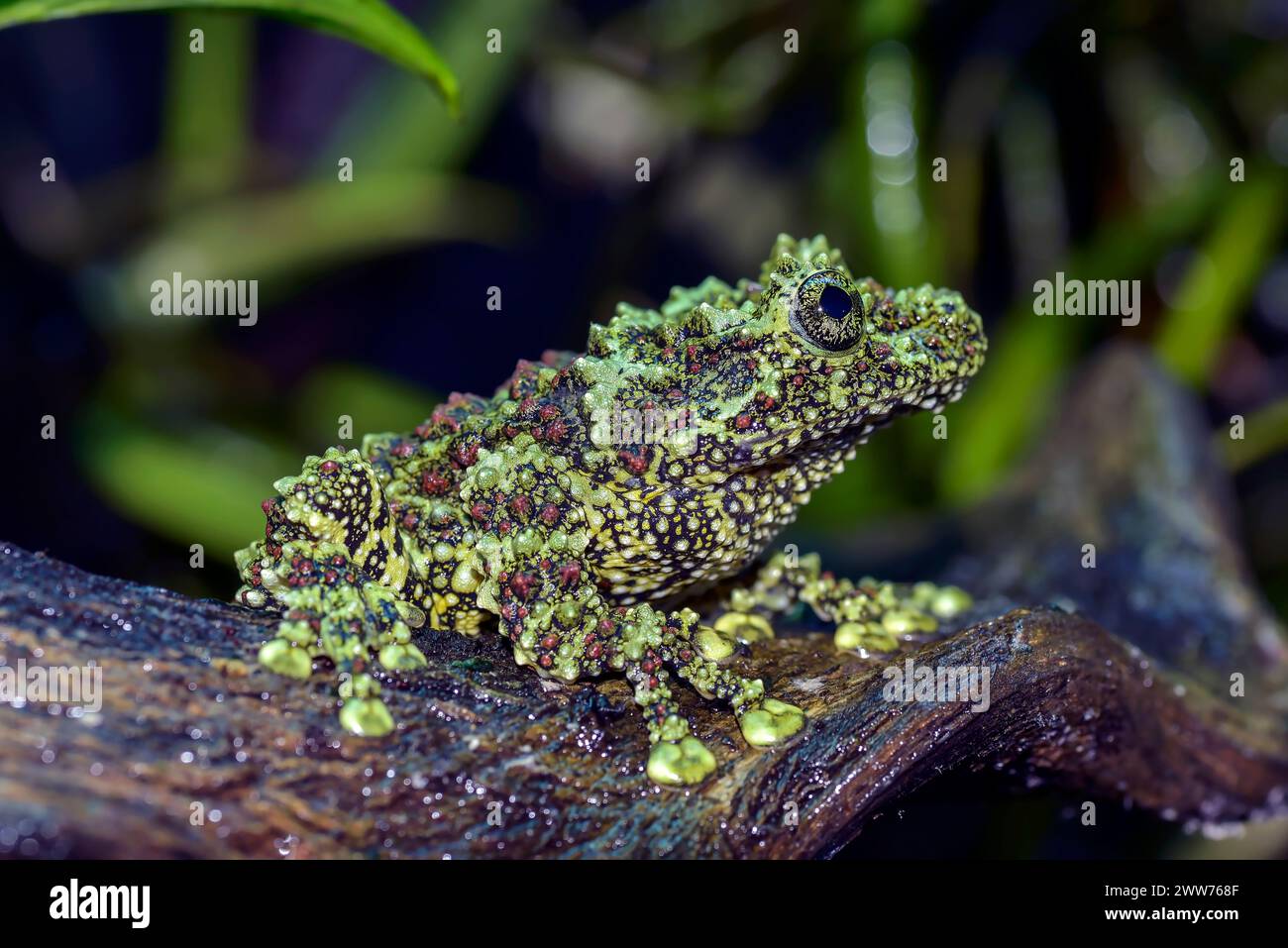 a frog with a unique shape, the mossy frog Stock Photo - Alamy