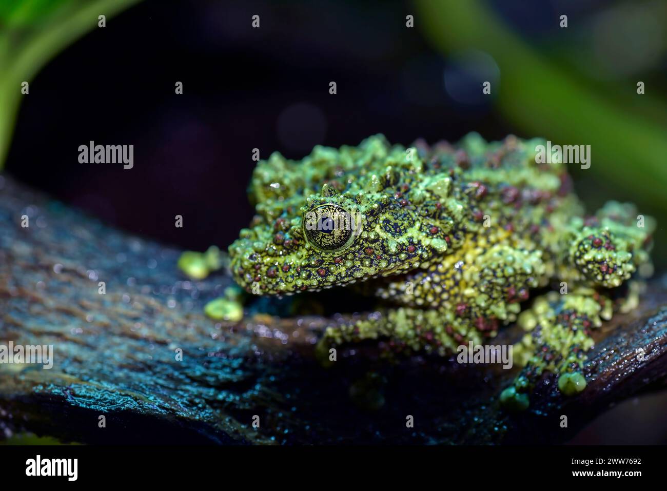 Vietnamese moss frog hi-res stock photography and images - Alamy