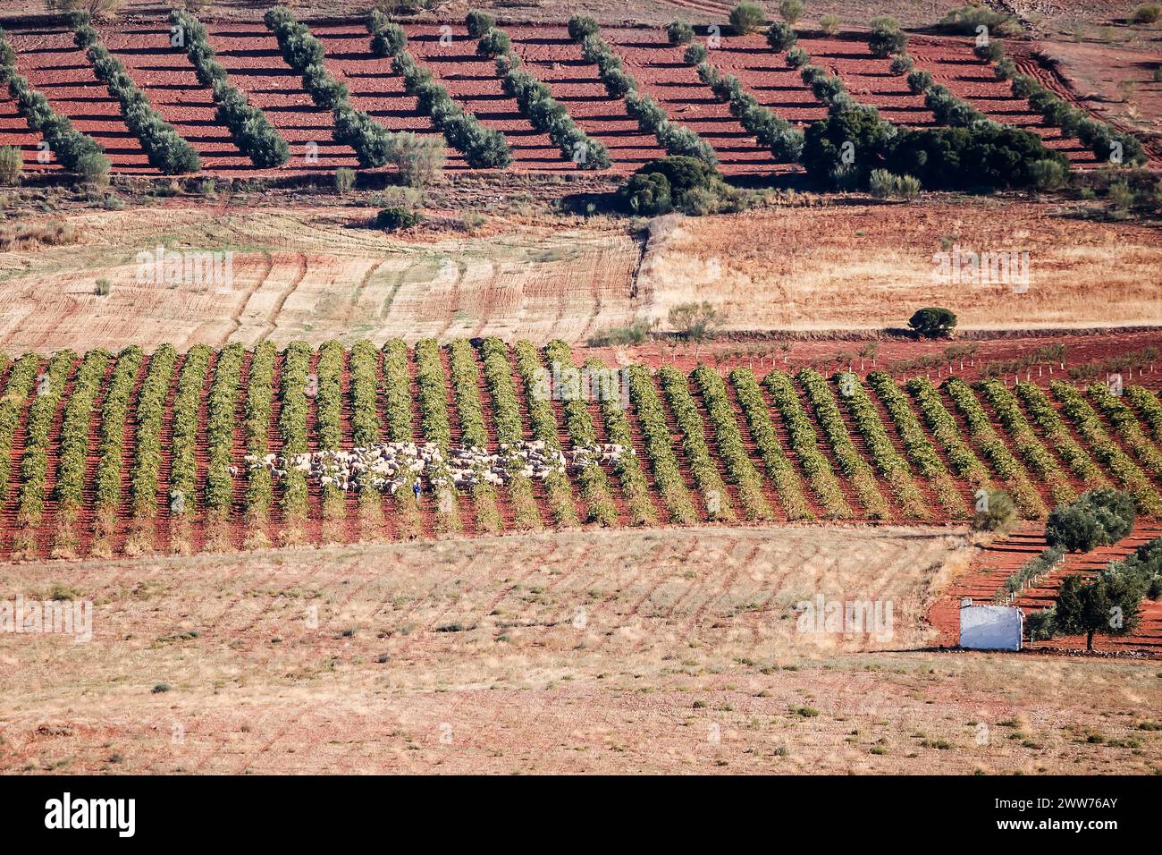Flock of sheep in an olive grove hi-res stock photography and images ...