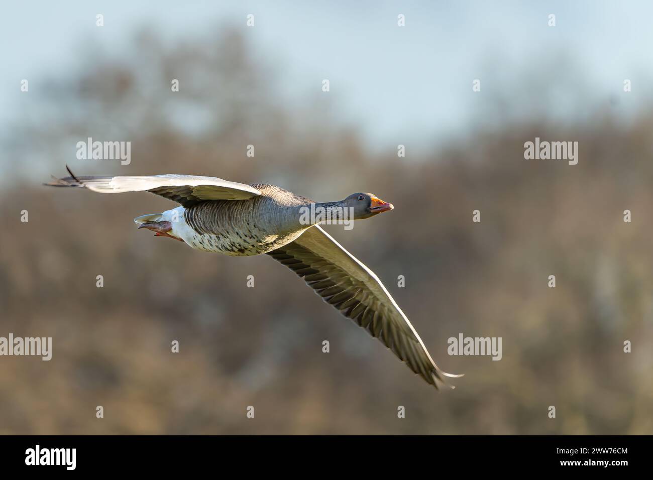 High res portrait hi-res stock photography and images - Alamy