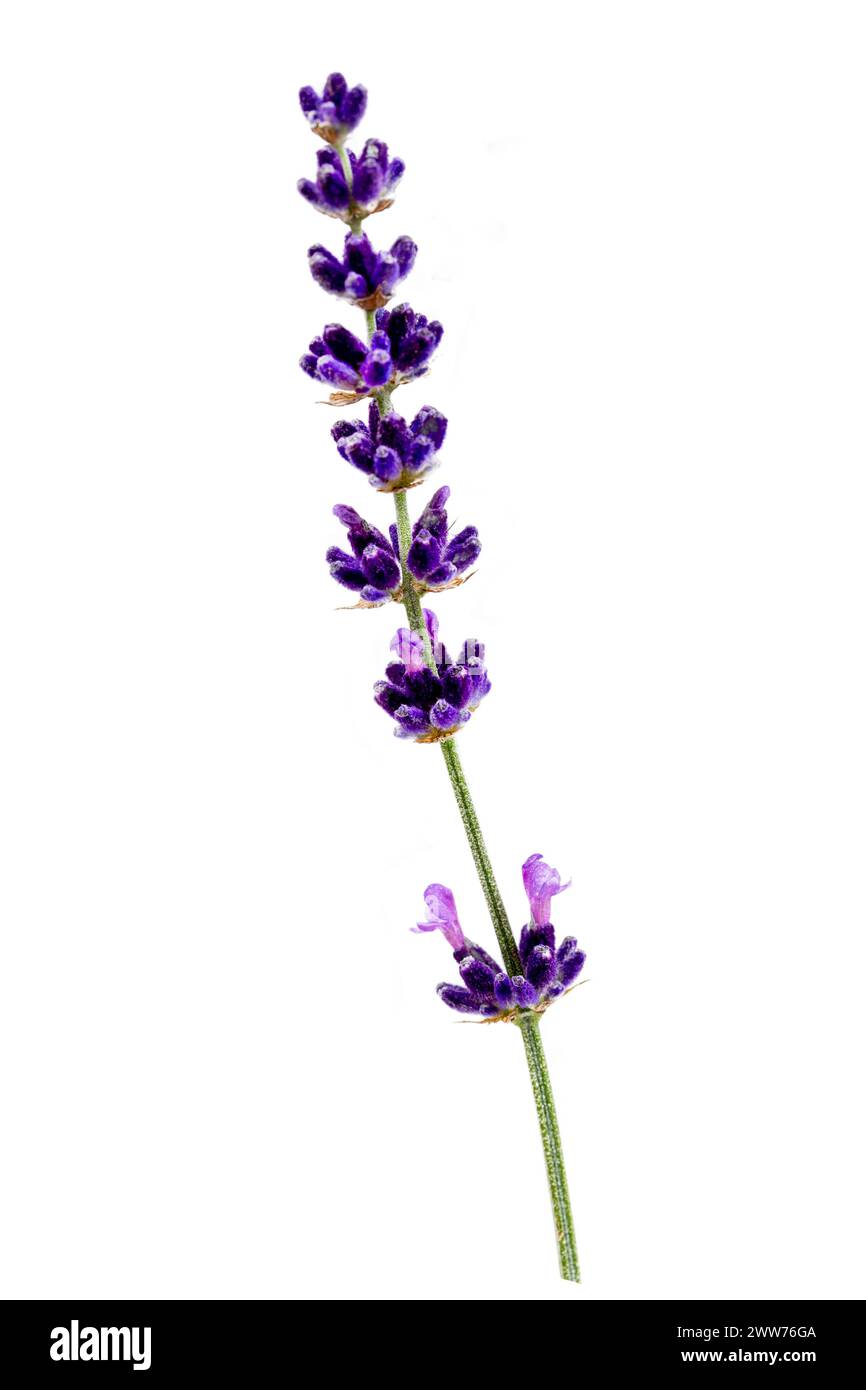 Isolated lavender flowers for medicine, cooking and perfumes Stock ...