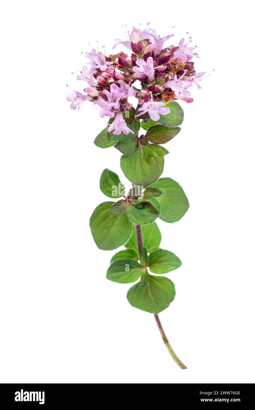 Leaves and flowers of common oregano or perennial marjoram Stock Photo ...