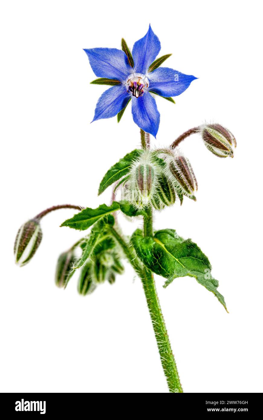 Common borago Cut Out Stock Images & Pictures - Alamy