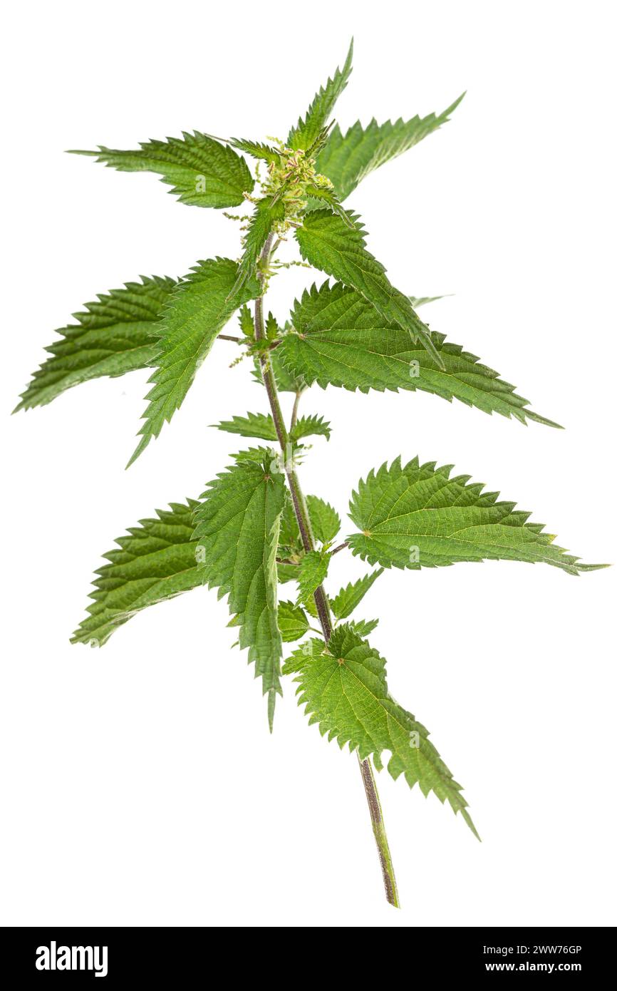 Urticaria dioica hi-res stock photography and images - Alamy