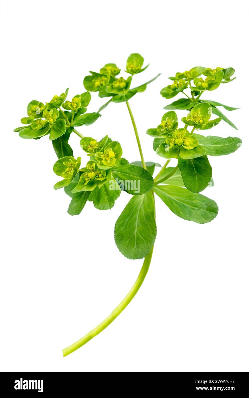 Euphorbia cyparissias or cypress spurge, toxic wild plant Stock Photo ...