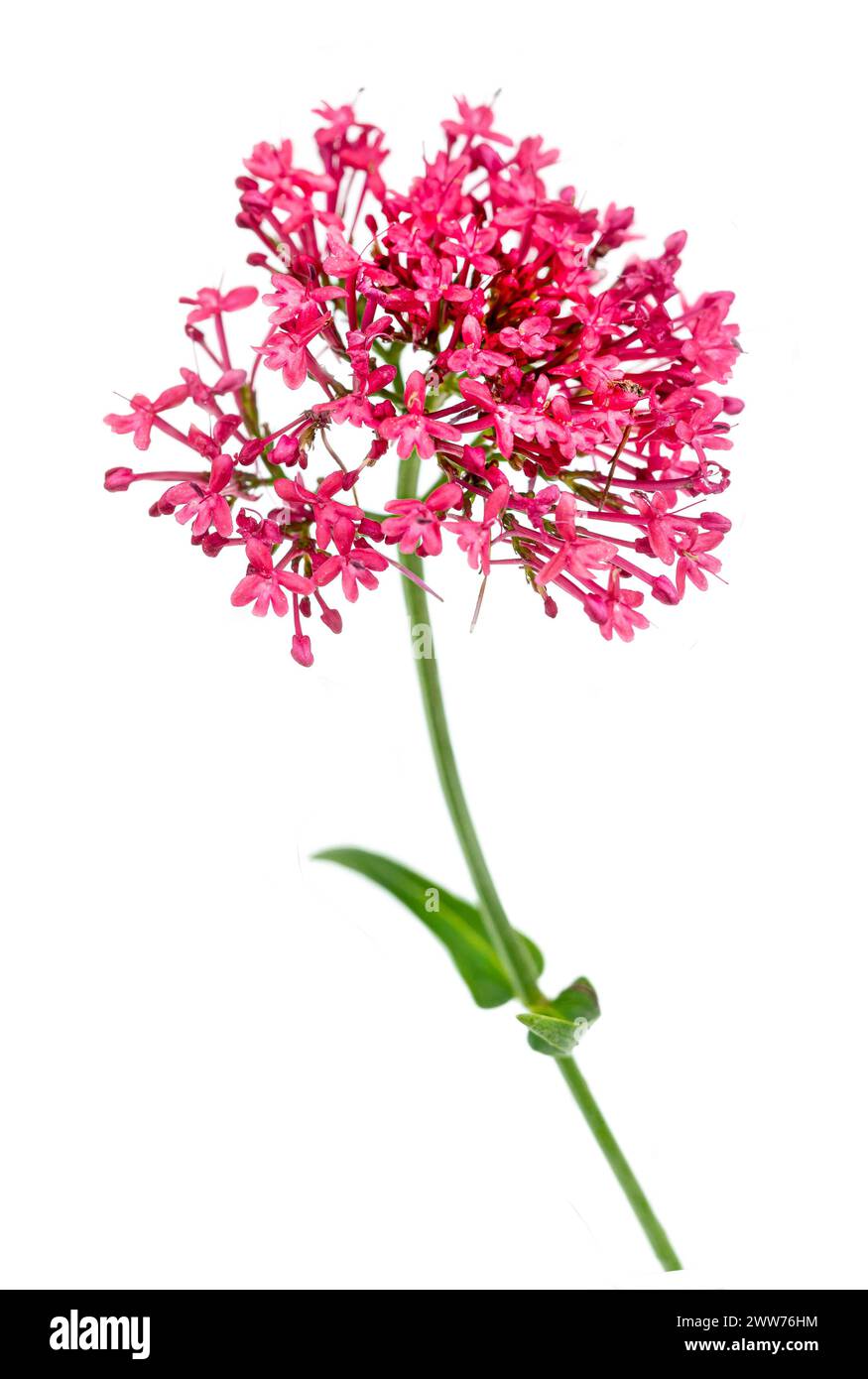 Valerian officinalis, medicinal plant to combat insomnia and stress ...