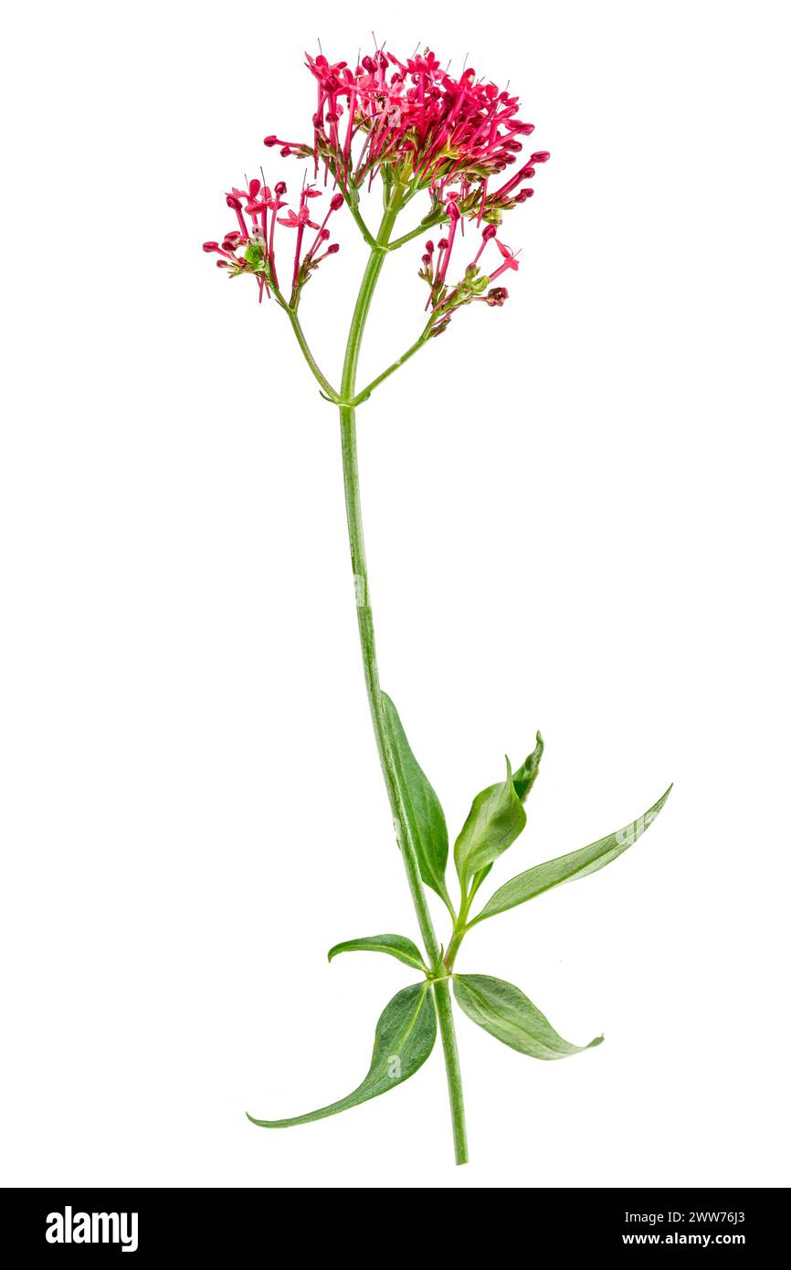Valerian officinalis, medicinal plant to combat insomnia and stress ...