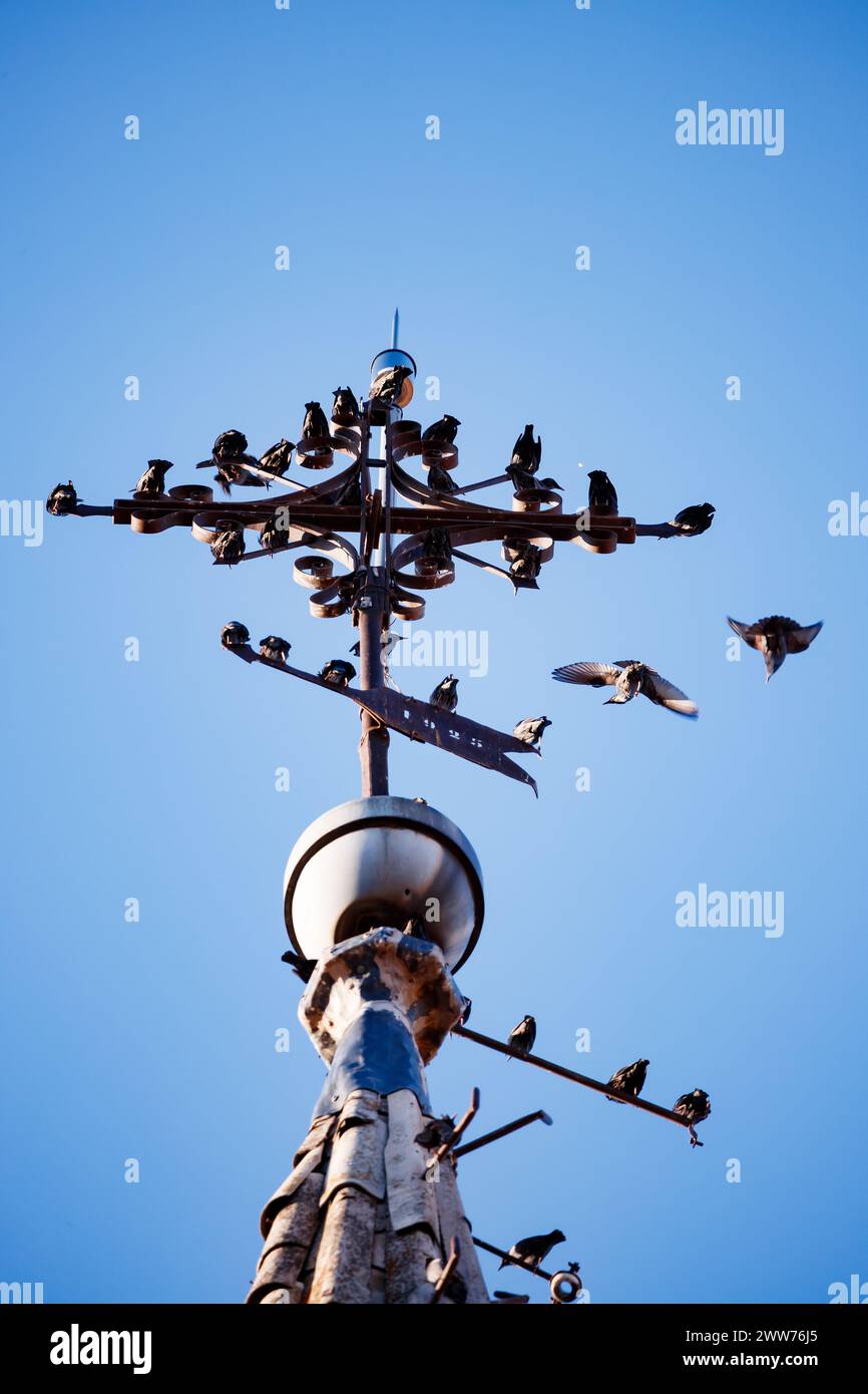 Flock of starlings in the church lightning rod Stock Photo - Alamy