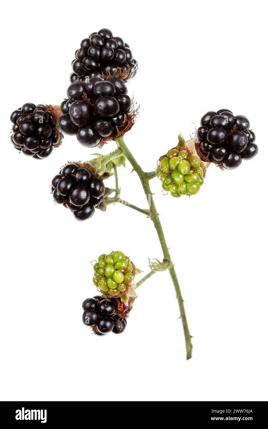 Common bramble Cut Out Stock Images & Pictures - Alamy