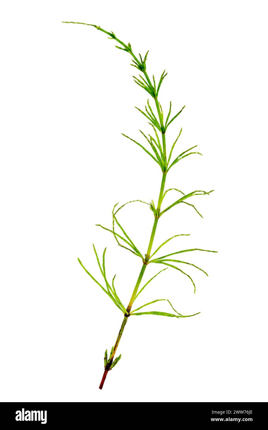 The field horsetail, Equisetum arvense, is a herbaceous perennial fern ...