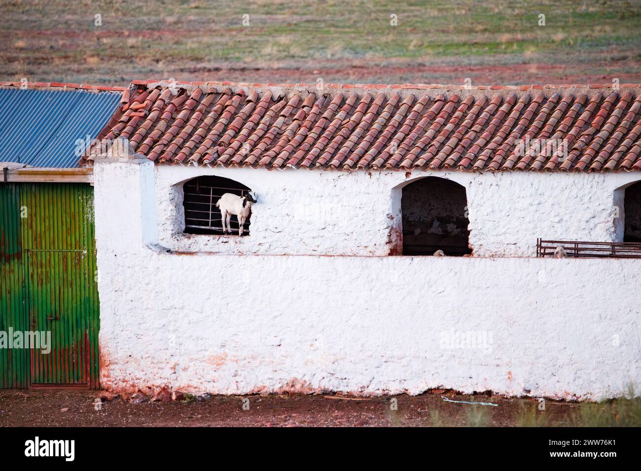 Goat in the window of a farmyard Stock Photo - Alamy
