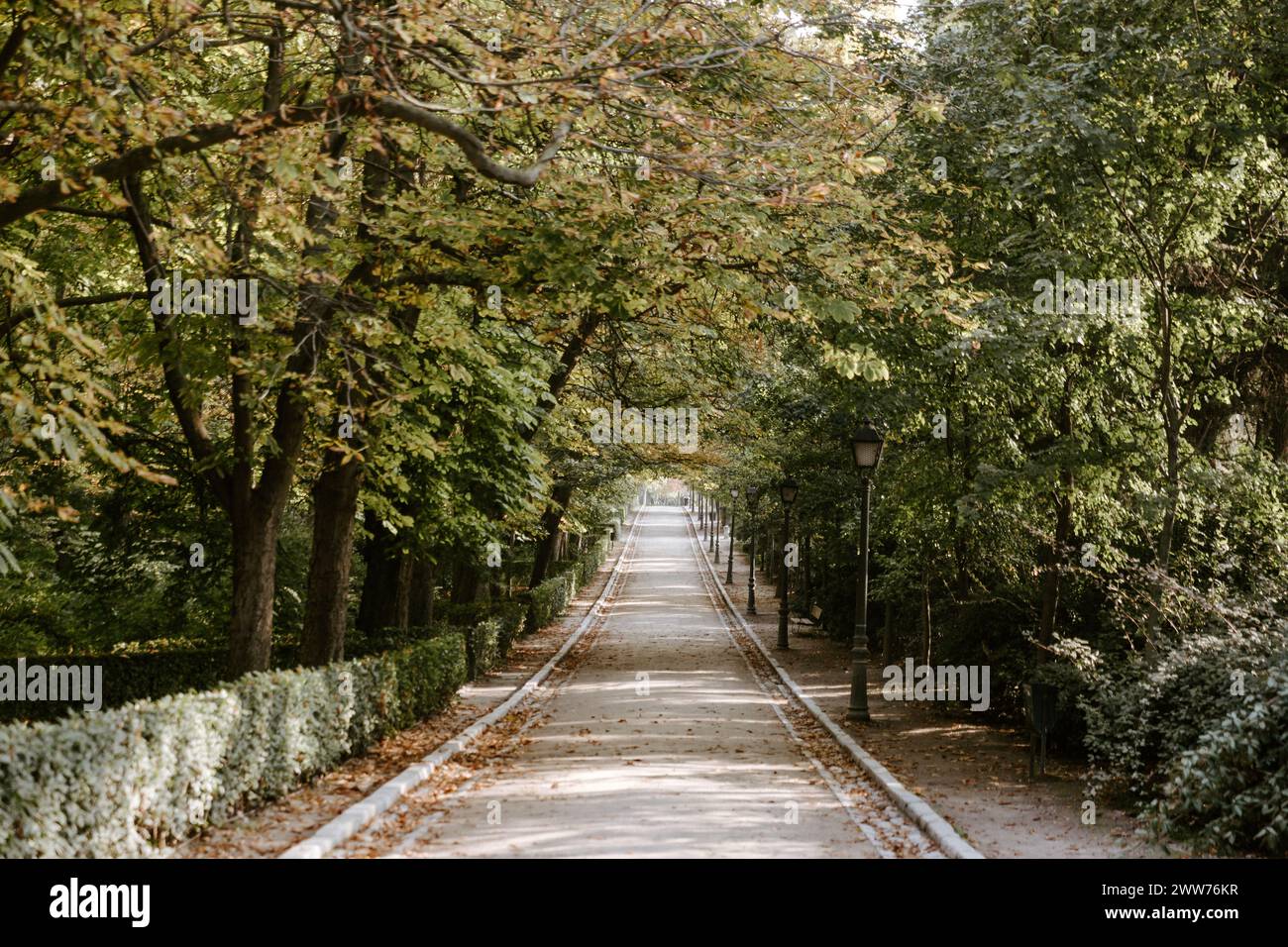 Tree-Lined Road Alongside Forest Park Stock Photo - Alamy