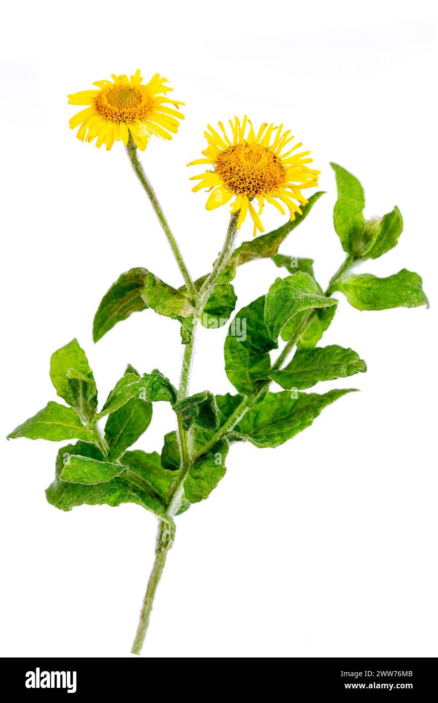 Pulicaria dysenterica, the dysenteric pulicaria, is a species of ...