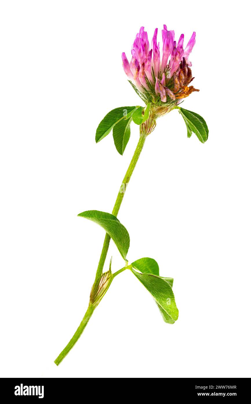 Clover flowers, medicinal plant Stock Photo - Alamy