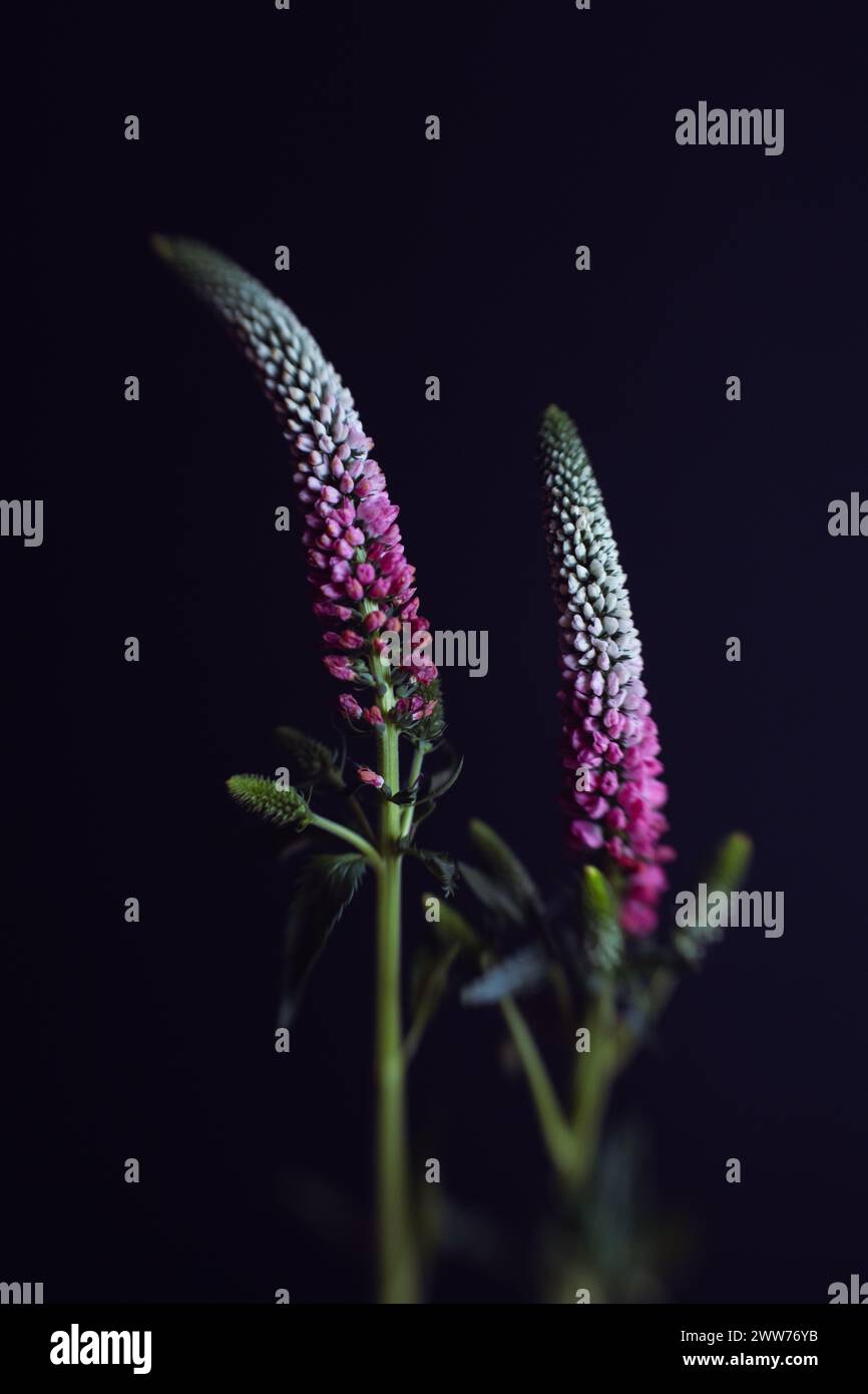 Two botanical details hi-res stock photography and images - Alamy