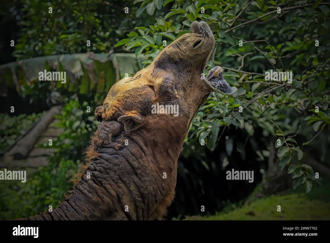 Ragunan animals hi-res stock photography and images - Alamy