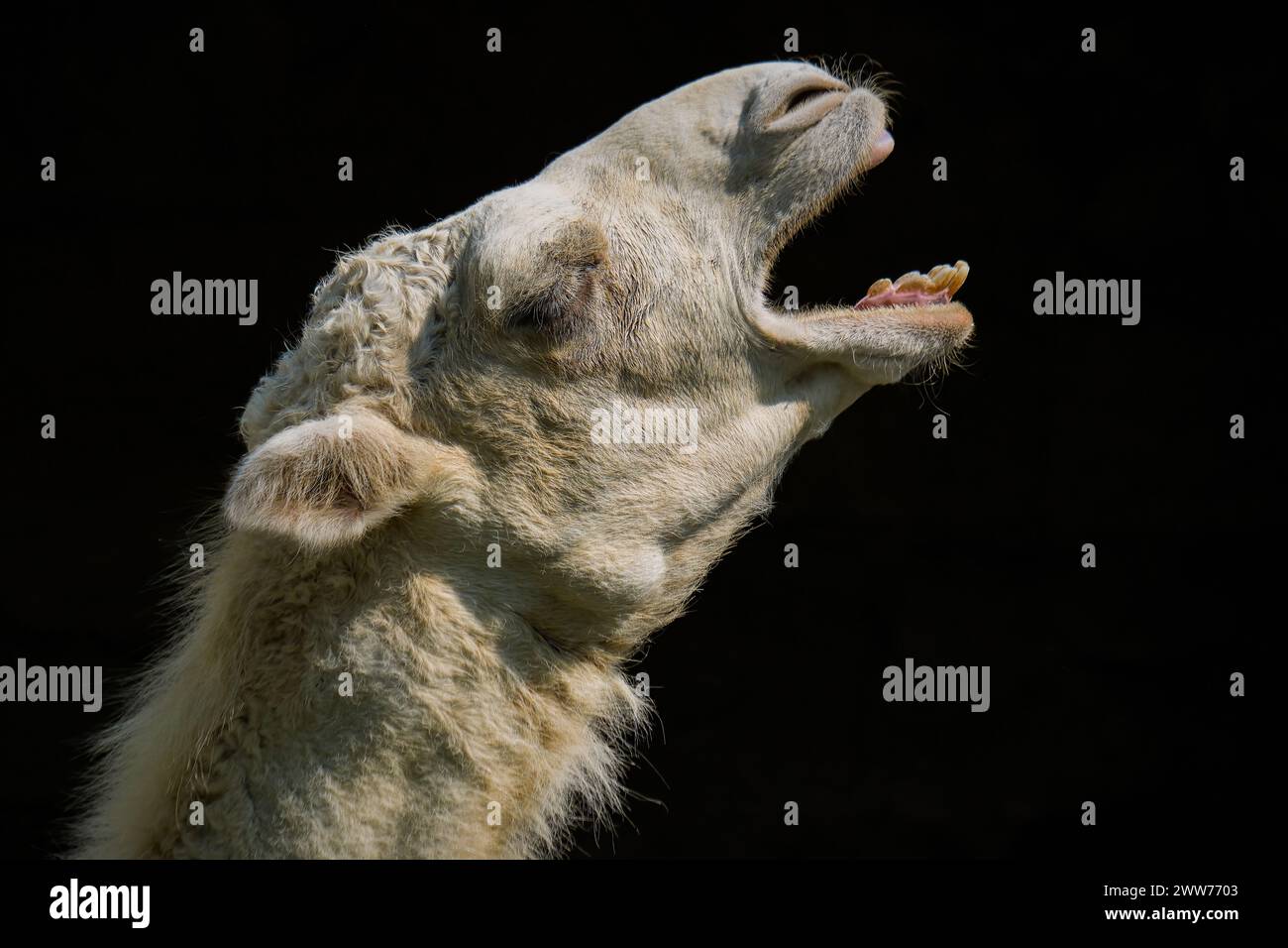 Ragunan animals hi-res stock photography and images - Alamy