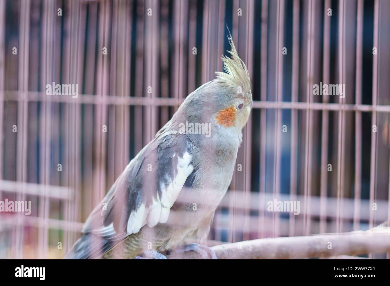 Australian cockatiel bird (Nymphicus hollandicus) perching inside a ...