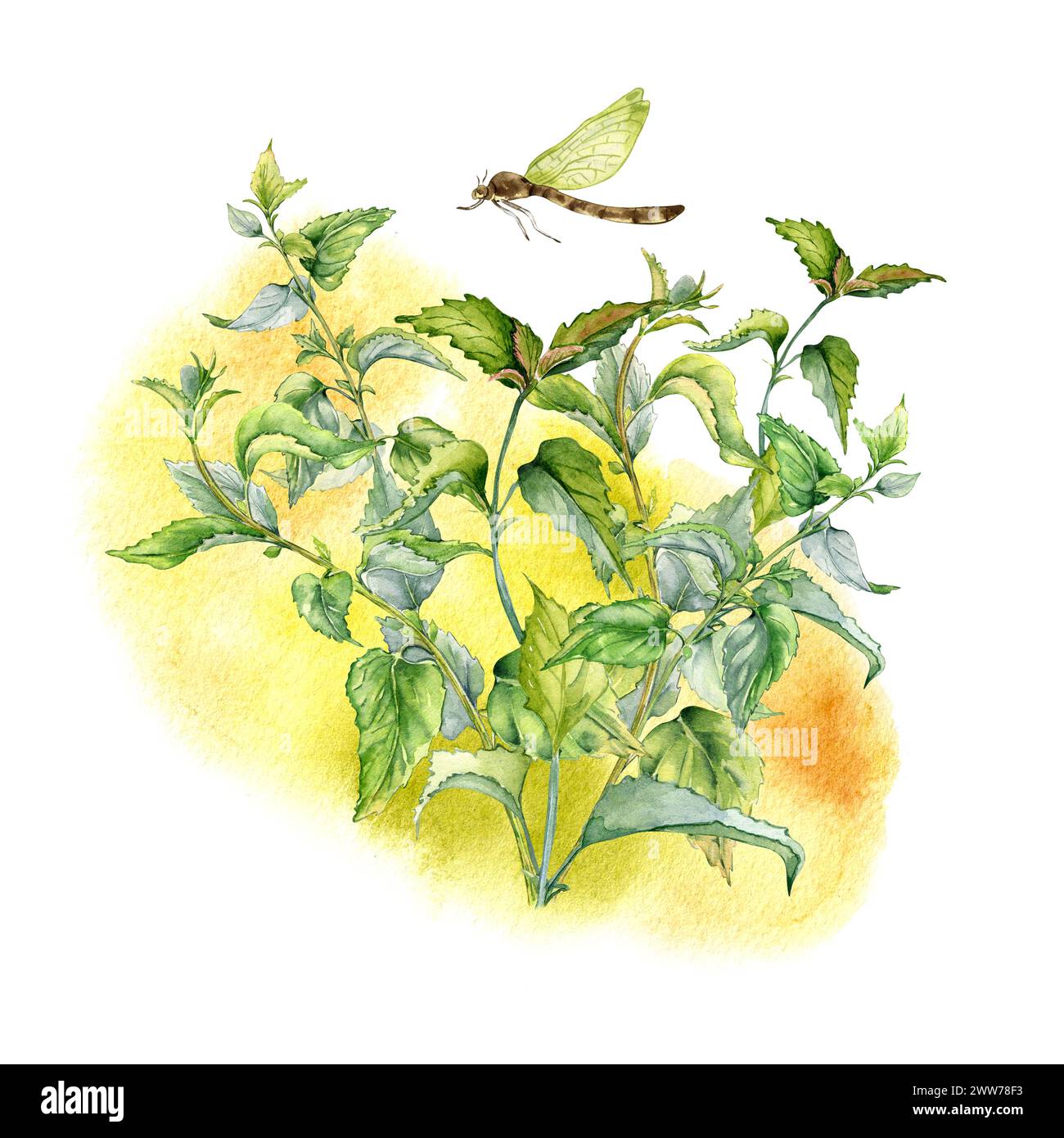 Herbal Plants For Urticaria at Alica Martel blog