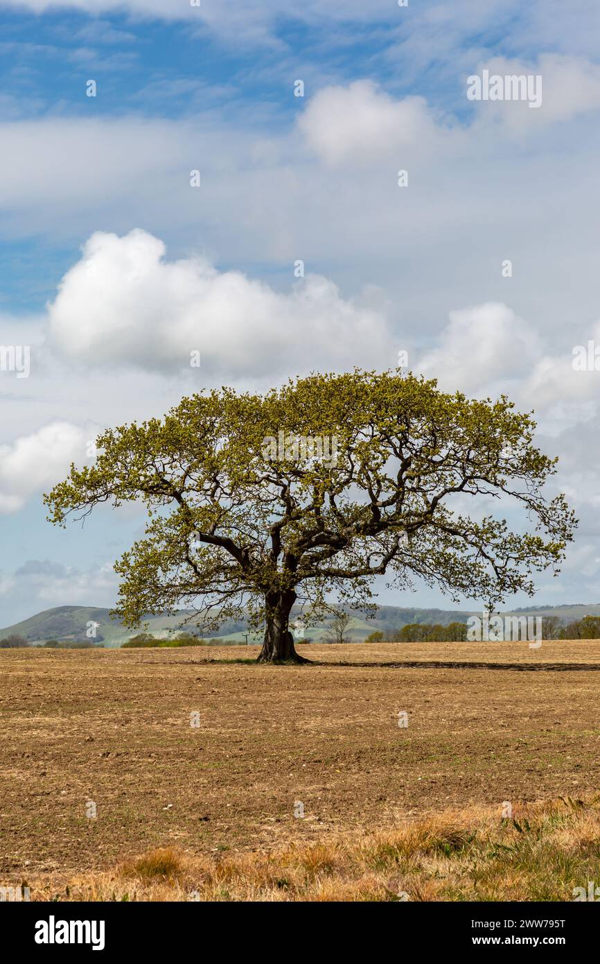 A tree in a feld in springtime, with blue sky and fluffy clouds behind ...