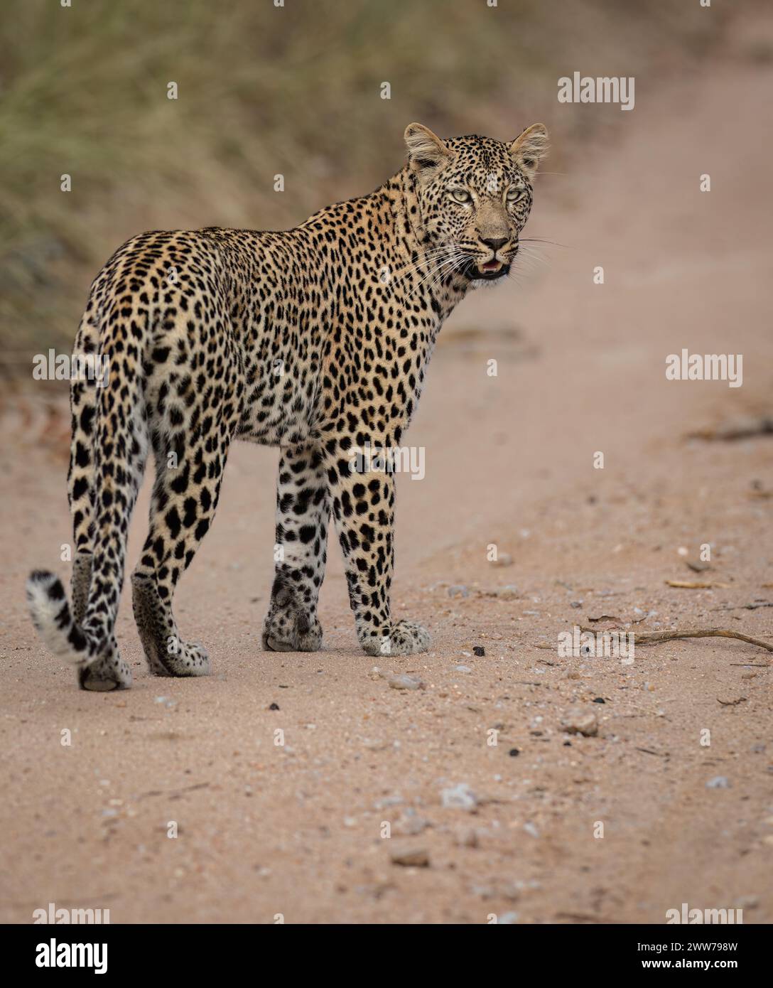 Female Leopard walk in her territory South Africa Stock Photo - Alamy