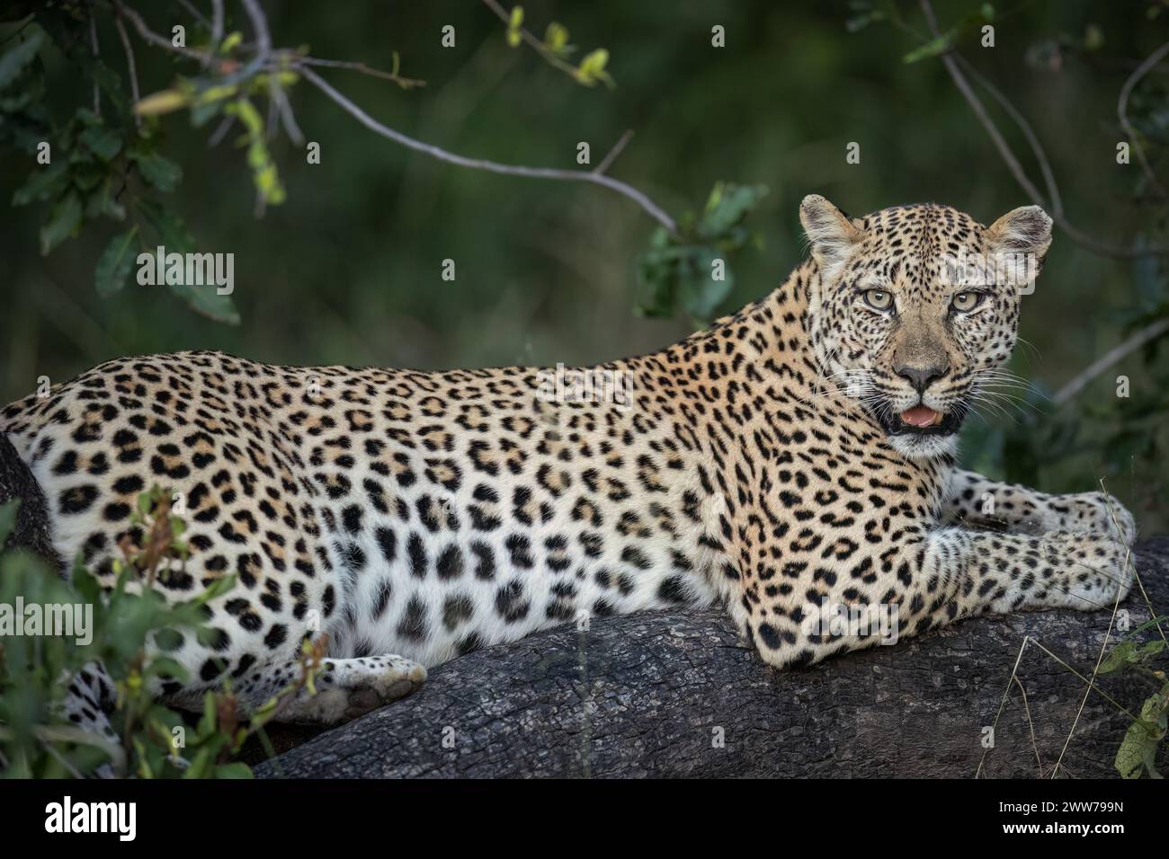 Female Leopard watches her cub patiently in Sabi Sands National Park ...