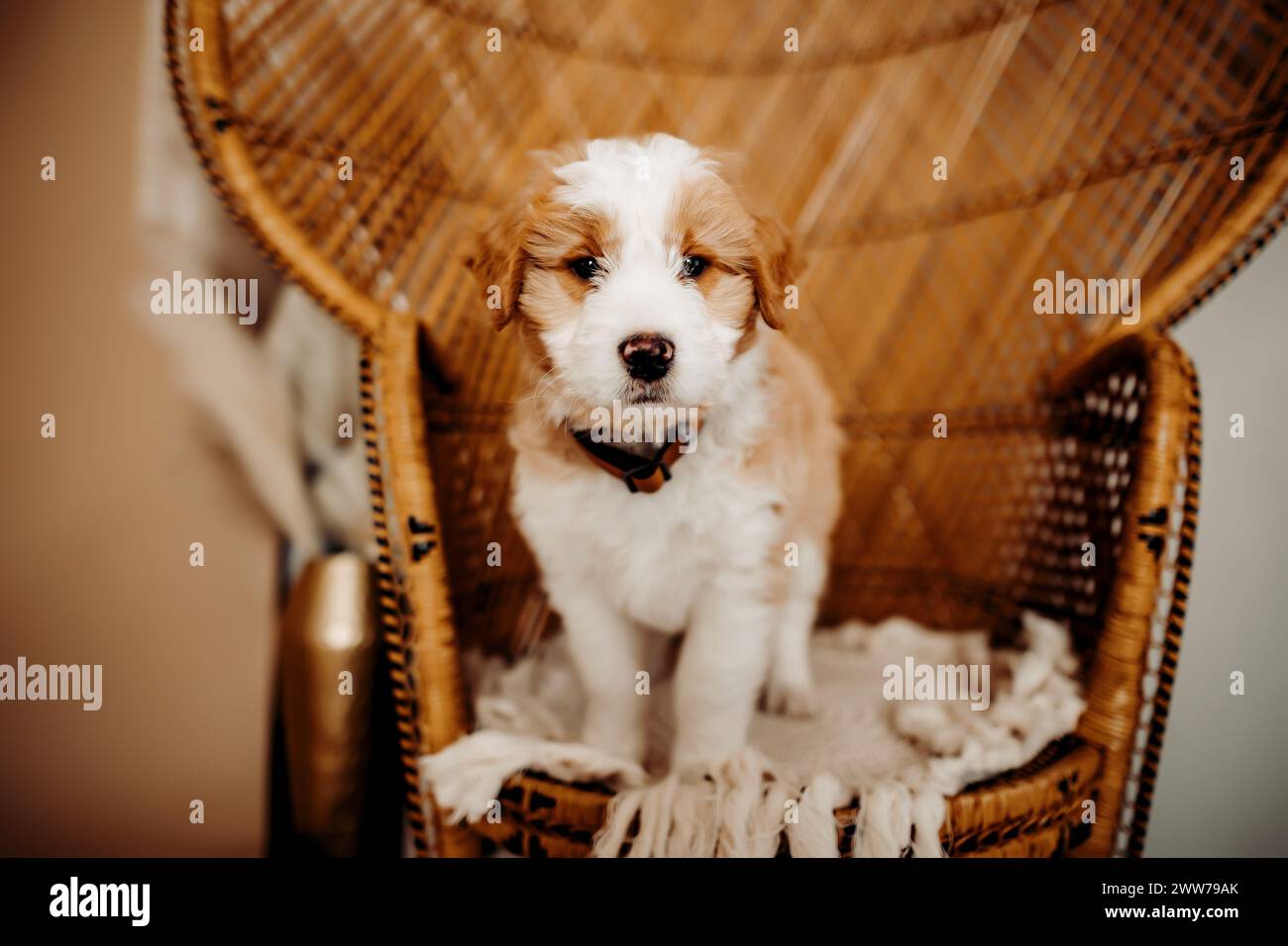 A closeup of an Aussie Golden doodle puppy on a chair Stock Photo - Alamy