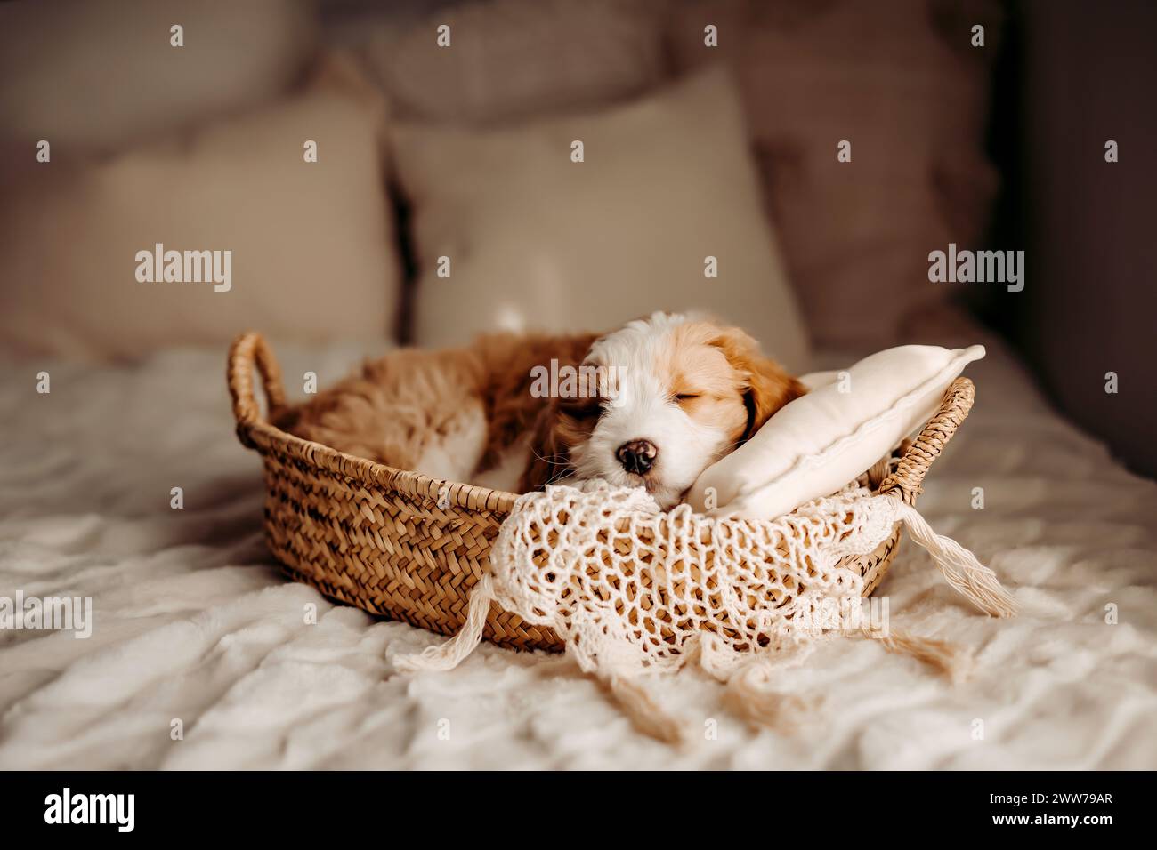 Young goldendoodle hi-res stock photography and images - Alamy