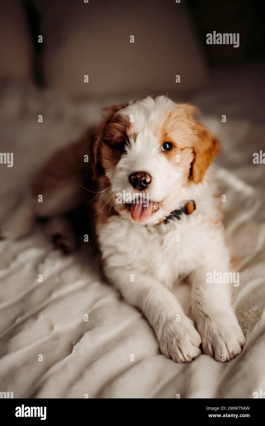Tired animal sleepy puppy hi-res stock photography and images - Alamy