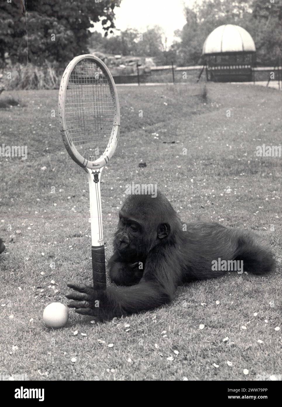 27/06/11 File Photo Dated 1971. Baby gorilla Kumba, plays with tennis ...
