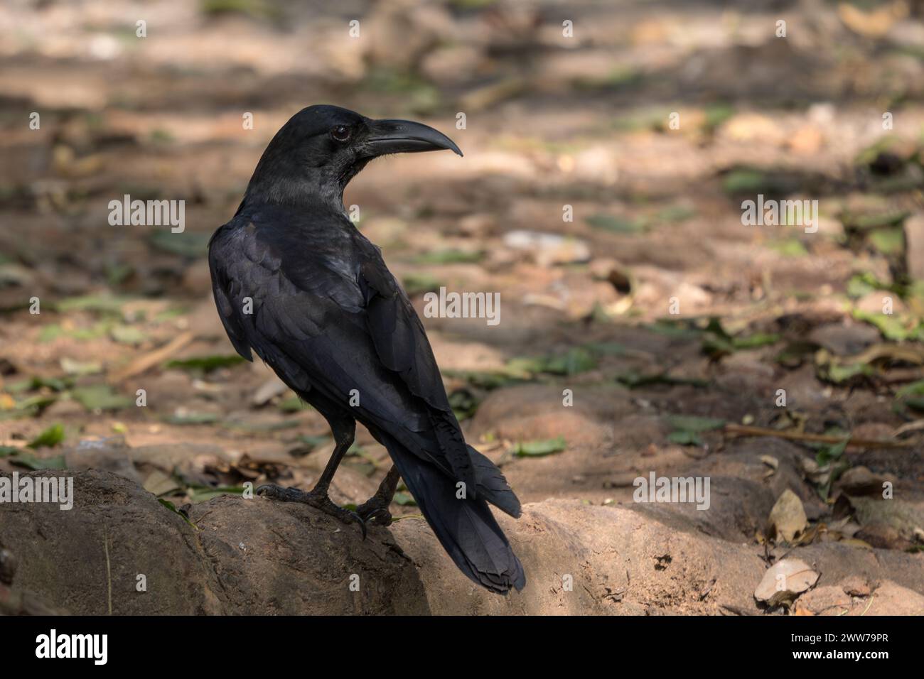 Indian Jungle Crow - Corvus culminatus, large black perching bird from ...
