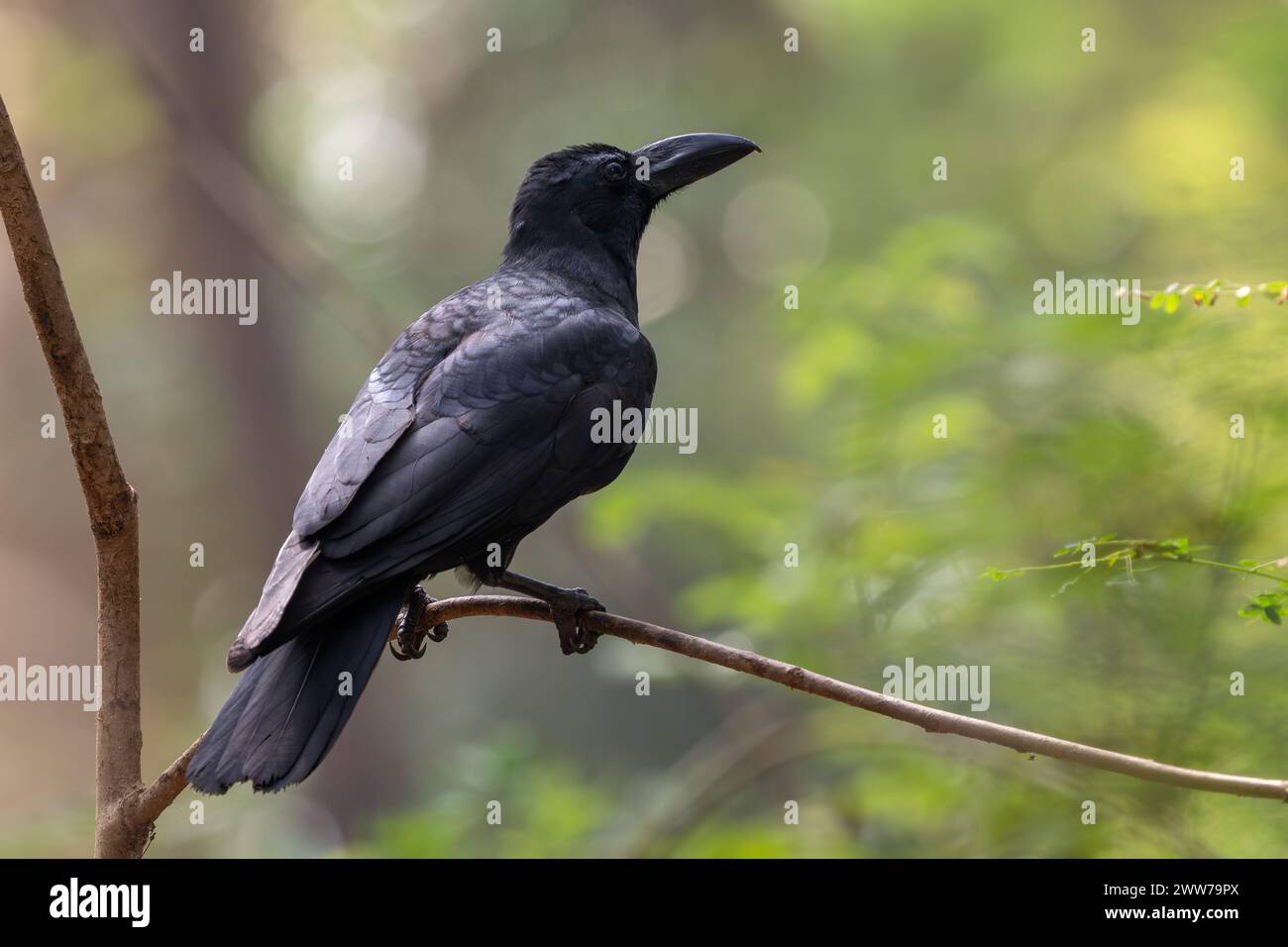 Indian Jungle Crow - Corvus culminatus, large black perching bird from ...