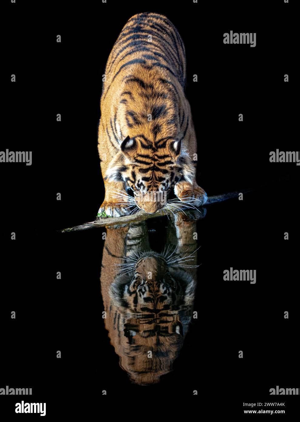 The tiger goes face to face with its own reflection LONDON ZOO, ENGLAND ...