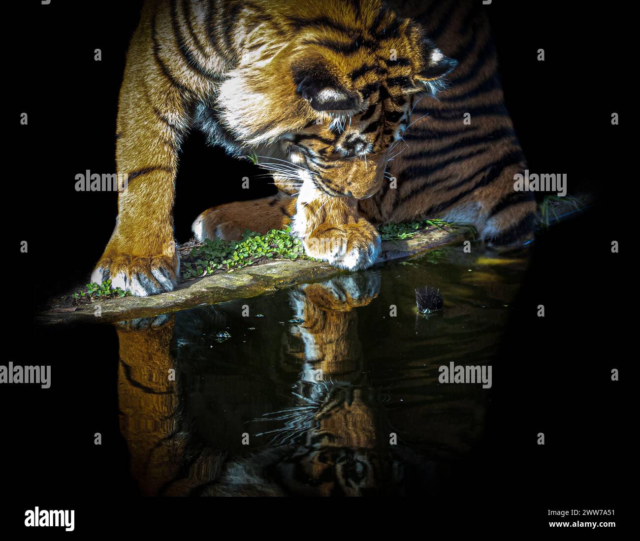 The tiger notices an unidentified floating object LONDON ZOO, ENGLAND ...