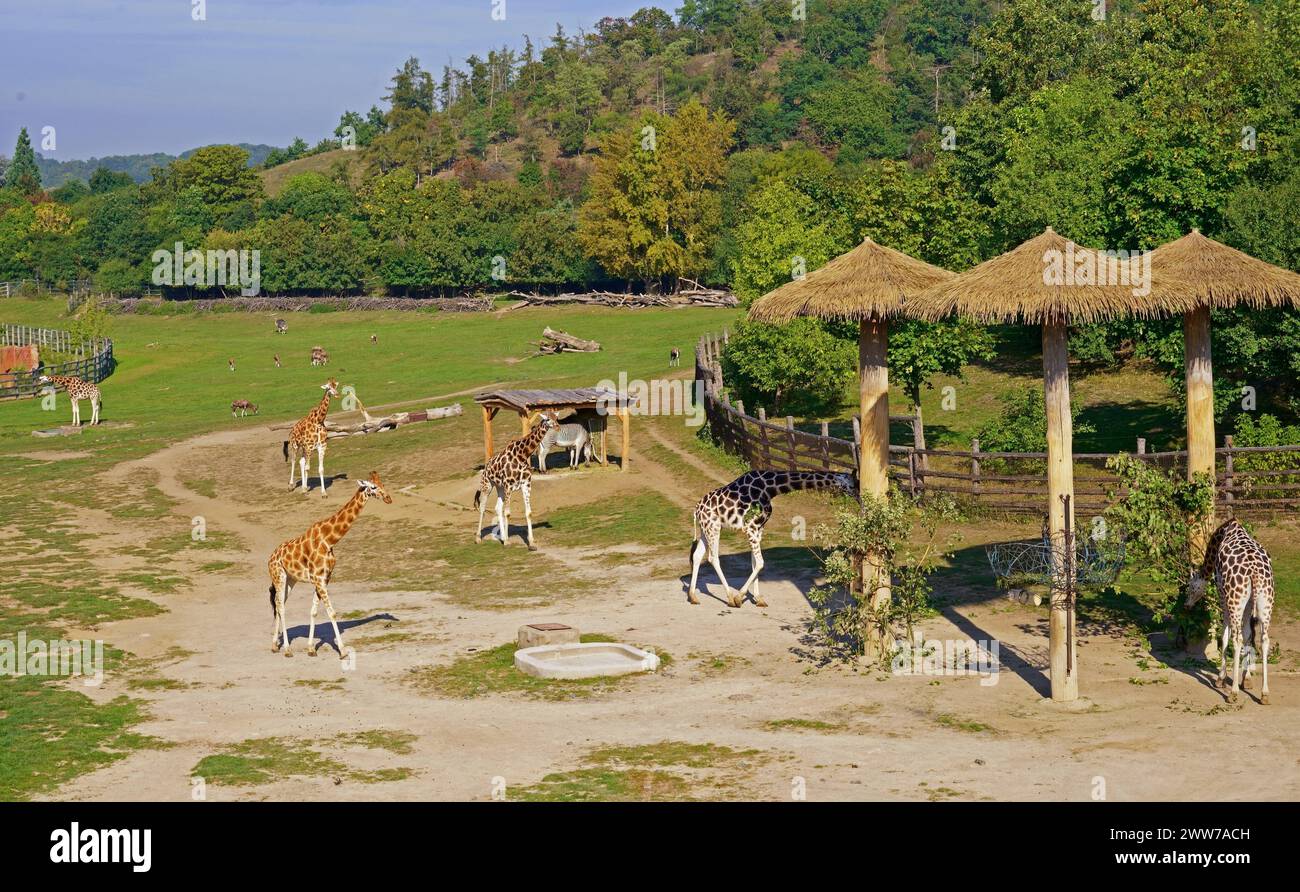 Giraffes. Prague Zoo is one of the best zoos in the world. Giraffes ...
