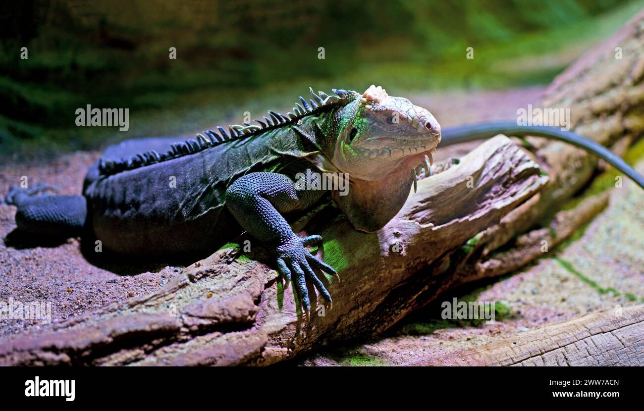 Czech Republic. Prague. Zoo. Iguana. An entertaining lesser Antillean ...