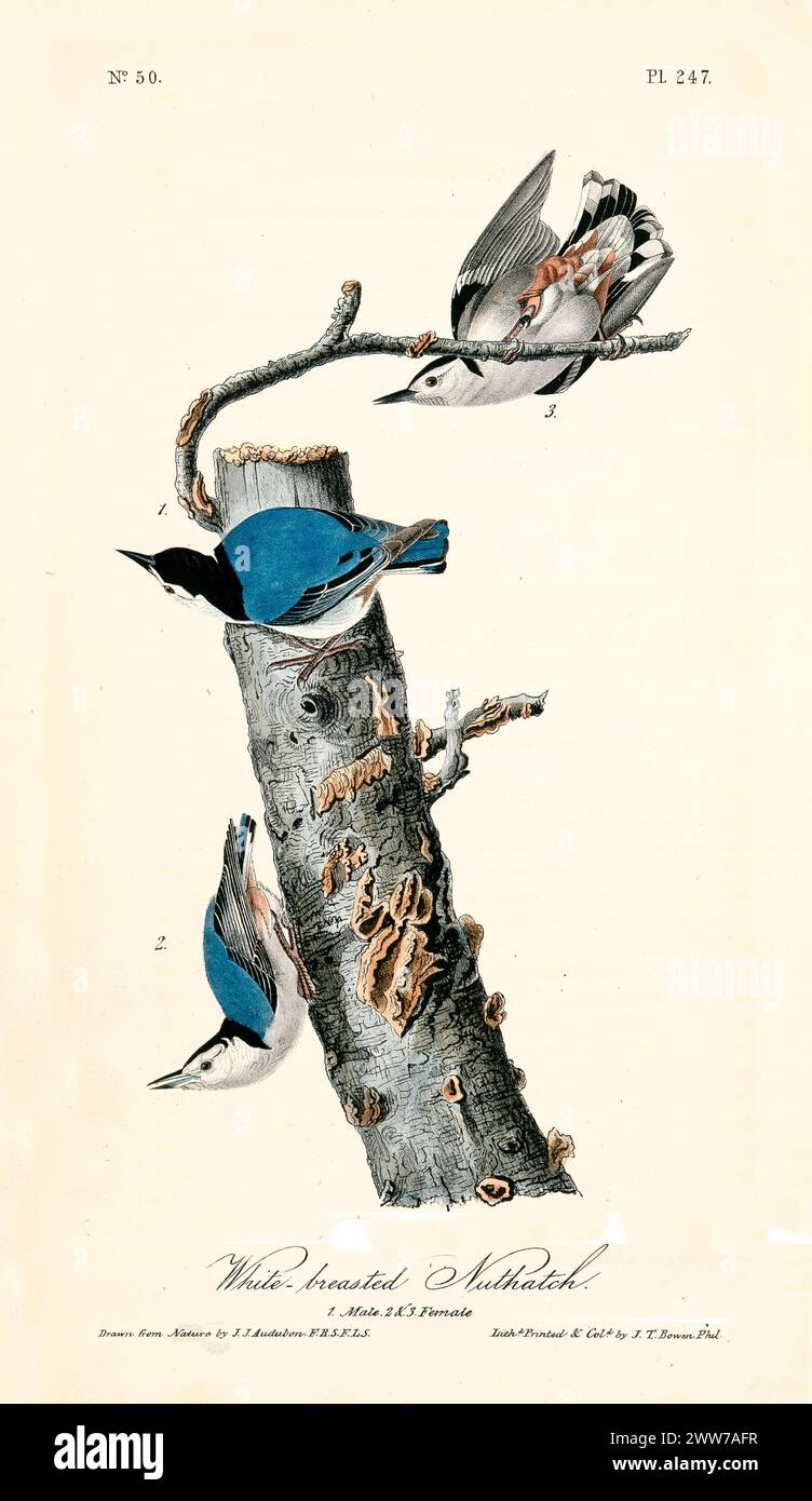 Nuthatch illustration hi-res stock photography and images - Alamy