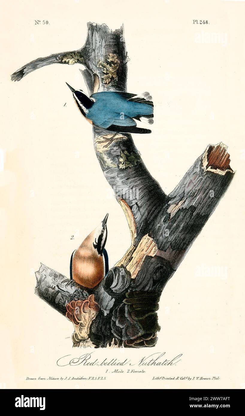 Nuthatch illustration hi-res stock photography and images - Alamy