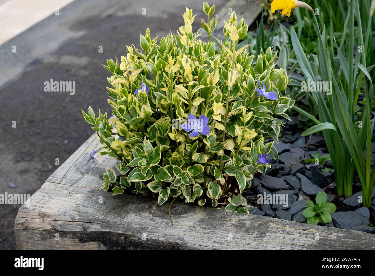 Vinca major in container hi-res stock photography and images - Alamy