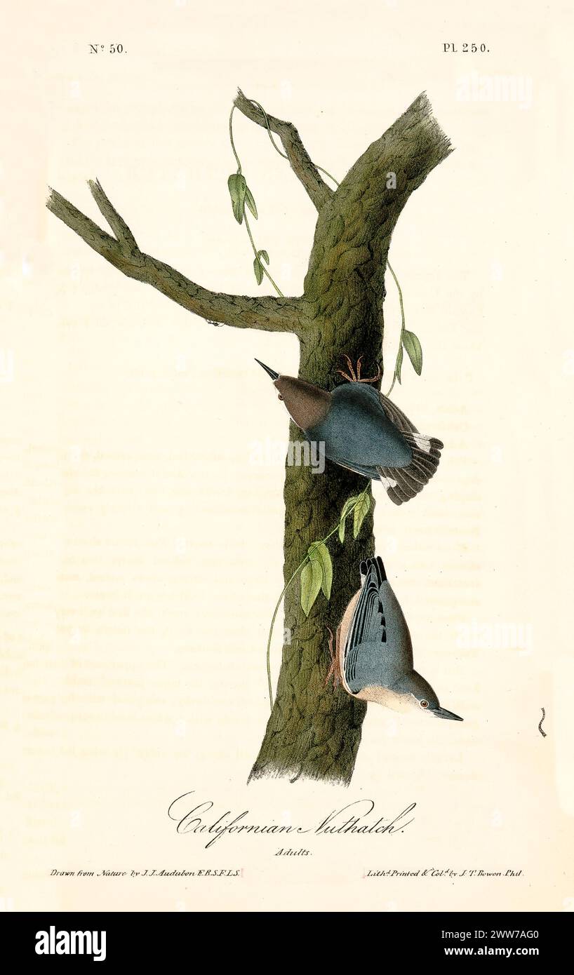 Buff trunk hi-res stock photography and images - Alamy