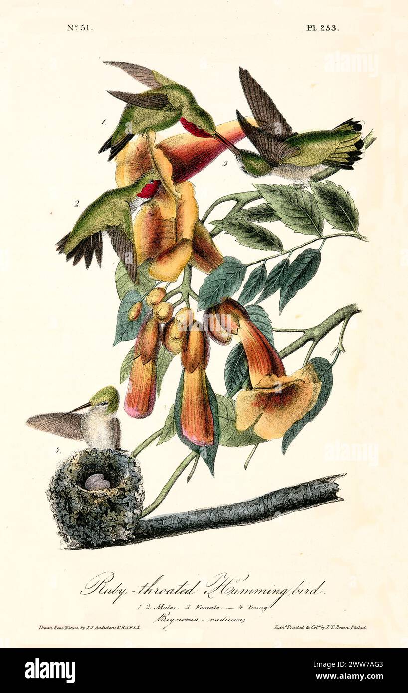 Small green birds with ruby-red throats hover near orange blossoms, one ...