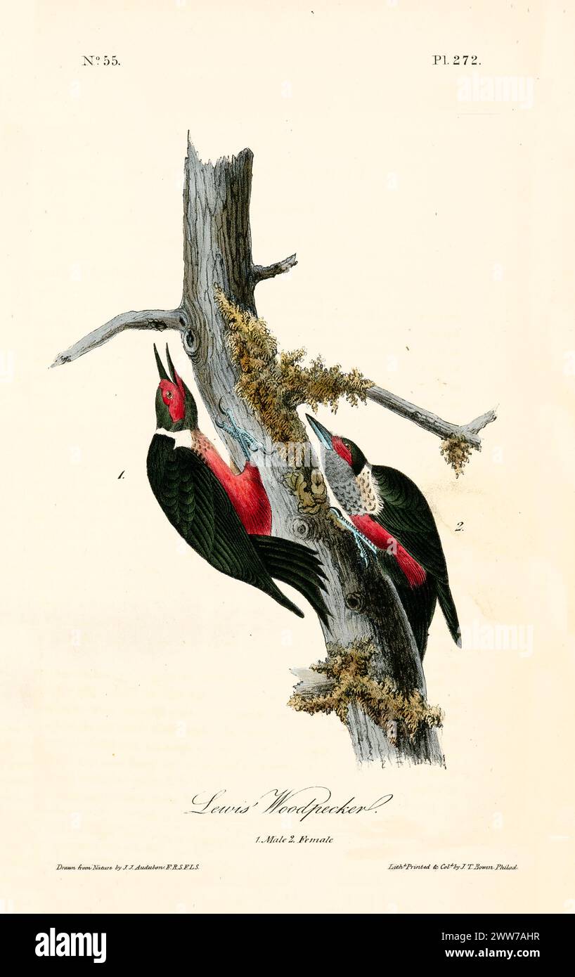 Lewis's Woodpeckers with rosy breasts perch on a mossy trunk, rich in ...