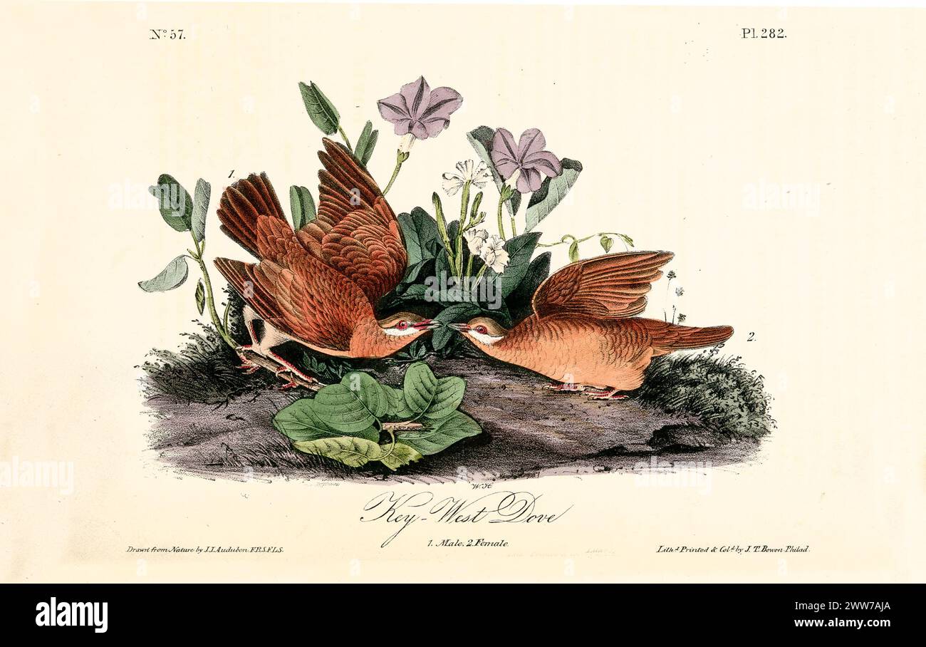 A loving bird couple touches beaks amid wildflowers, symbolizing nature ...