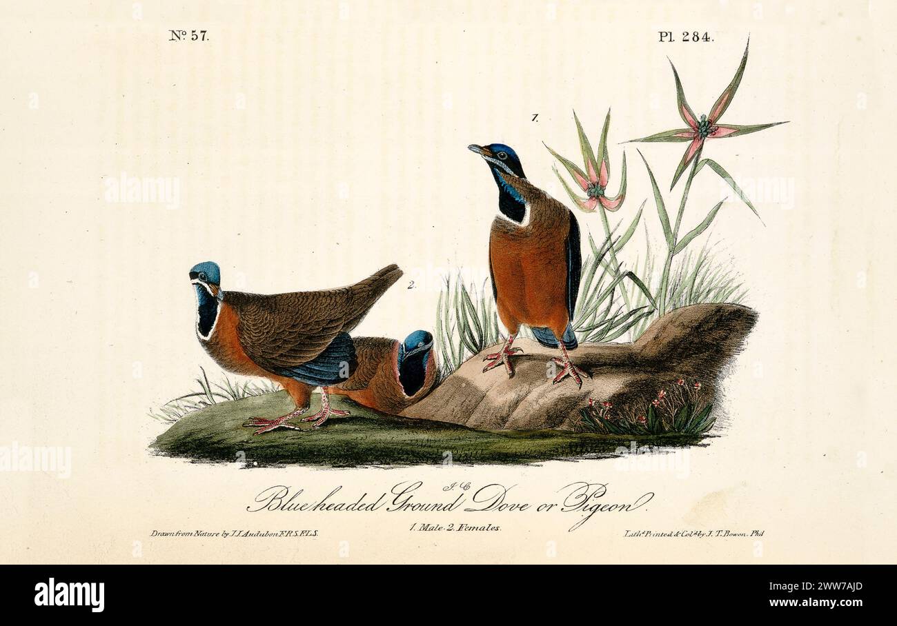 A trio of birds on the ground, one stands alert while the others feed ...