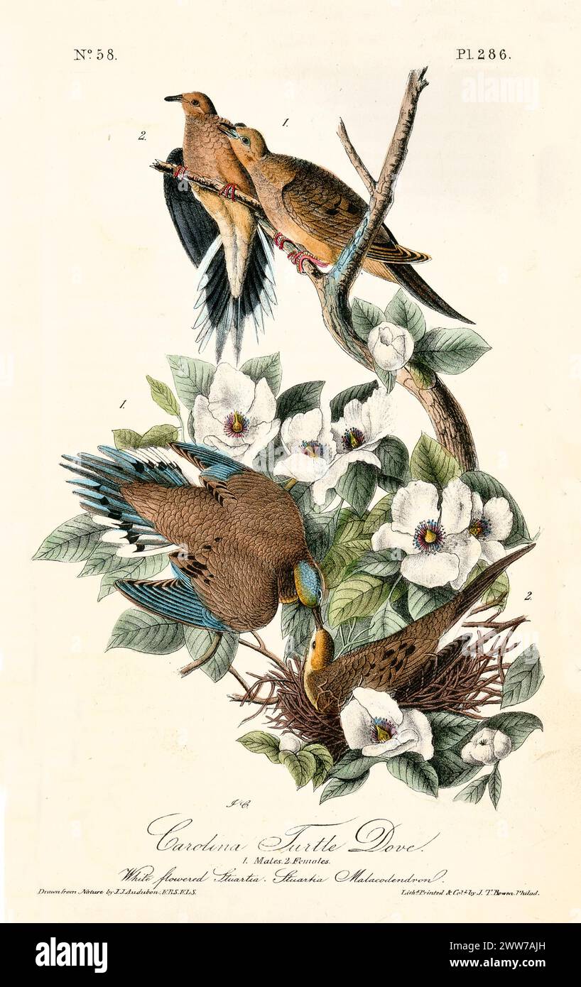 Dove reunion hi-res stock photography and images - Alamy