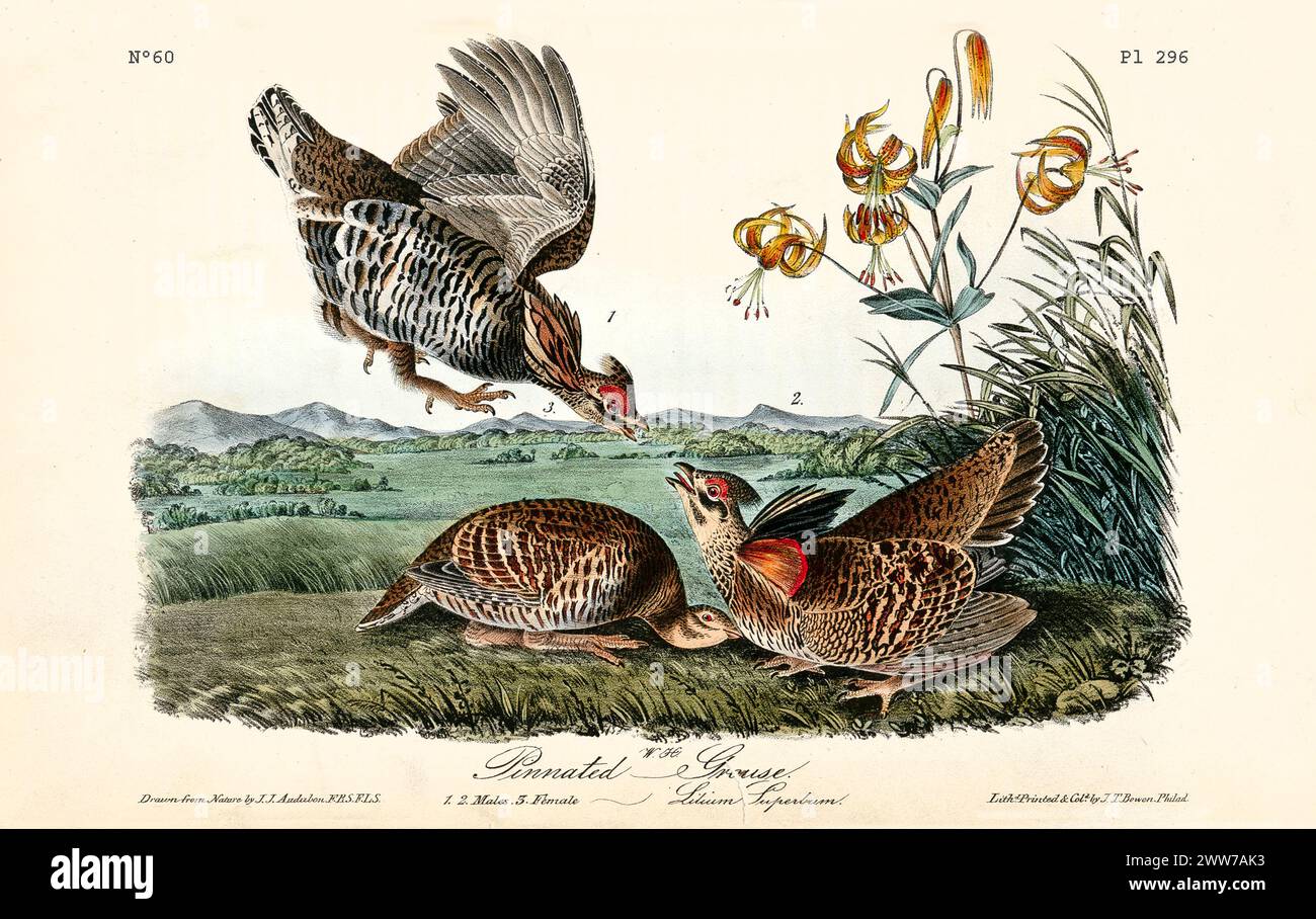 Two male grouse clash with raised feathers and fierce postures ...
