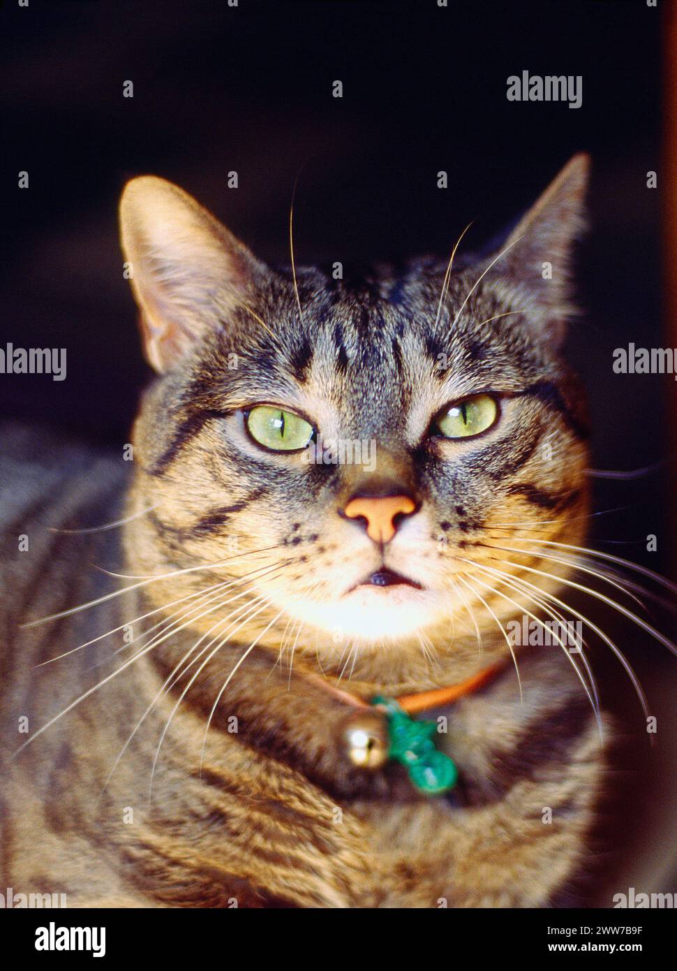Close look at a cat hi-res stock photography and images - Alamy