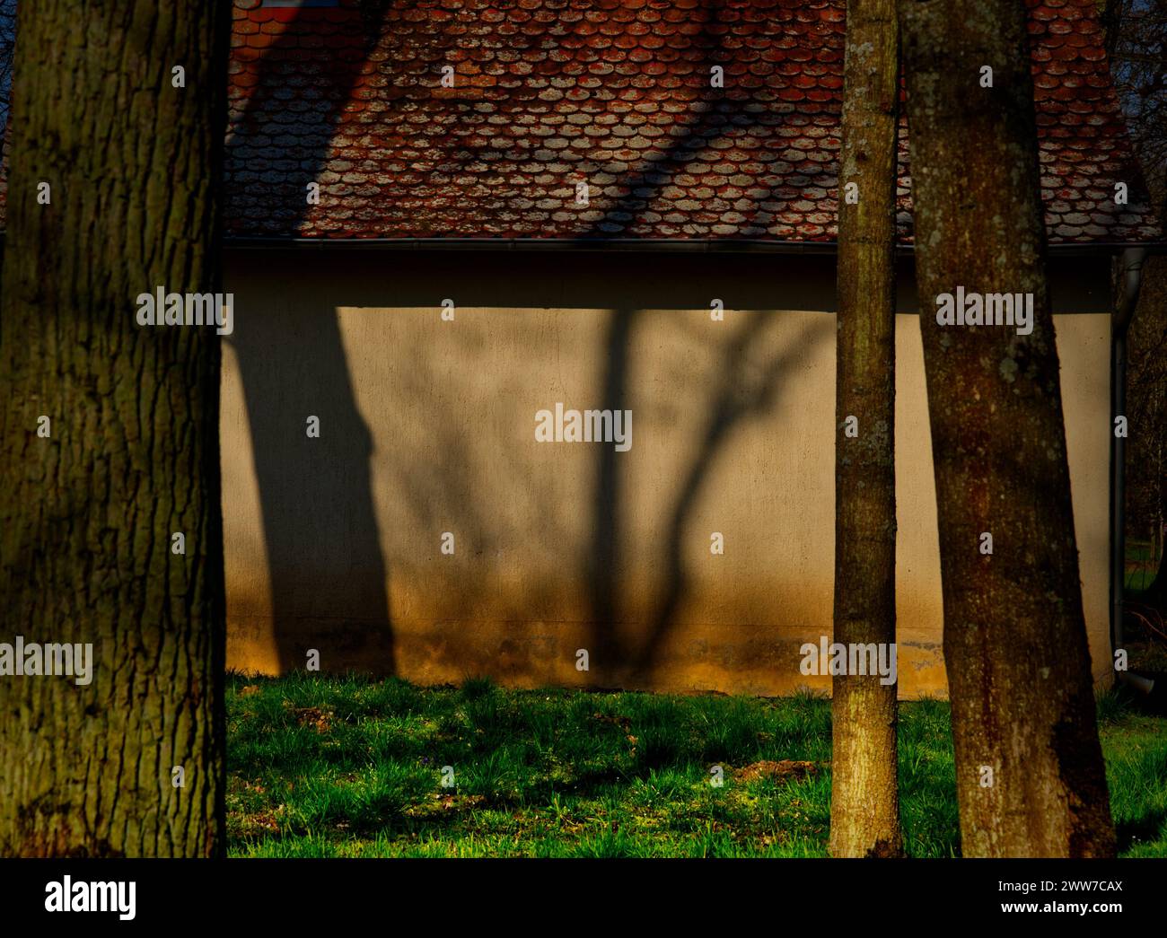 View through some trees at a wall of an old building with shadows of ...