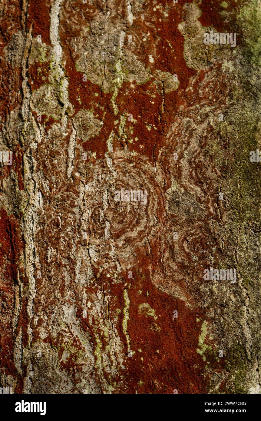 Details of the red bark of a tree trunk with white lichens Stock Photo ...