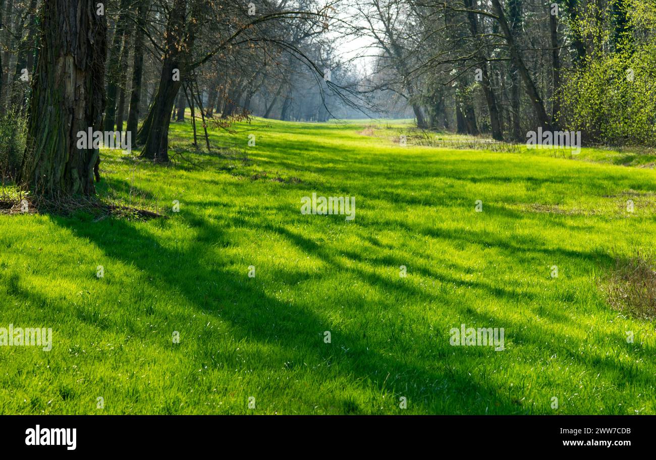 Beautiful panorama view at wide green meadows in the sunshine and trees ...
